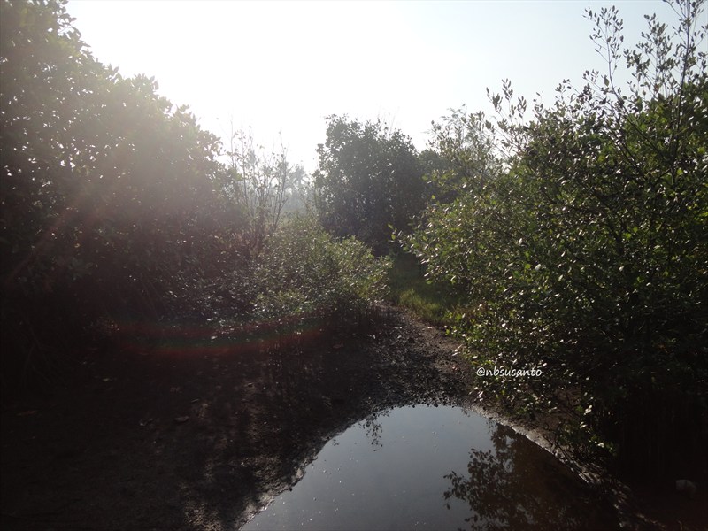 berikut foto-foto lain dari kawasan konservasi mangrove di baros ...